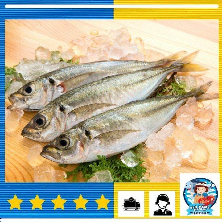 Local Wild Catch Ikan Lolong / 本地海野生沙大目大眼鱼 (size 8-12pcs/kg) Ikan Mata ...