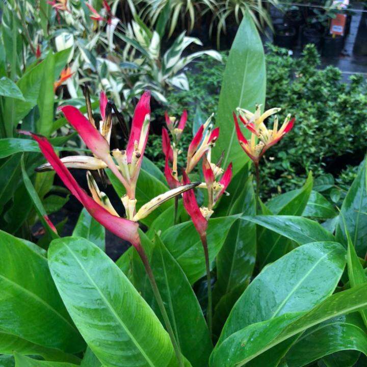MDC- Heliconia psittacorum Sapling Lady Di / Anak Pokok Heliconia Lady ...