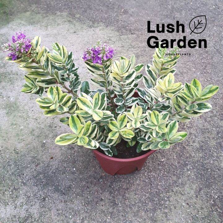 Hebe Variegata / Variegated Hebe Plant 长阶花 140mm Pot Live Plant Pokok Hiasan [Lush Garden] | Lazada