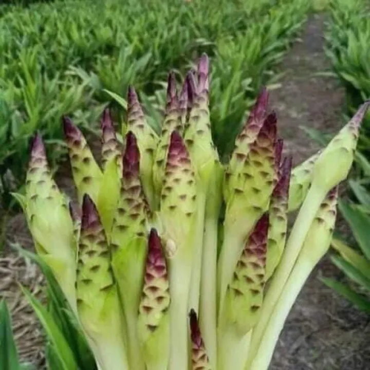 Pokok ulam kajiew cheroit ulam Thailand real plant hotselling indoor ...