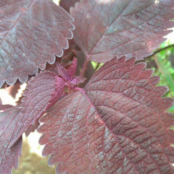 daun jawer kotok segar daun iler 250grm | Lazada Indonesia