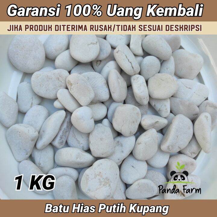 Batu Alam Koral Tabur Kerikil Hias Putih Kupang - 1 KG | Lazada Indonesia