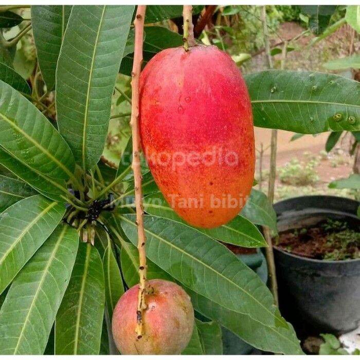 KER3N BIBIT TANAMAN BUAH MANGGA MIYAZAKI GOLDEN RED OKULASI DELLAS TANAMAN | Lazada Indonesia