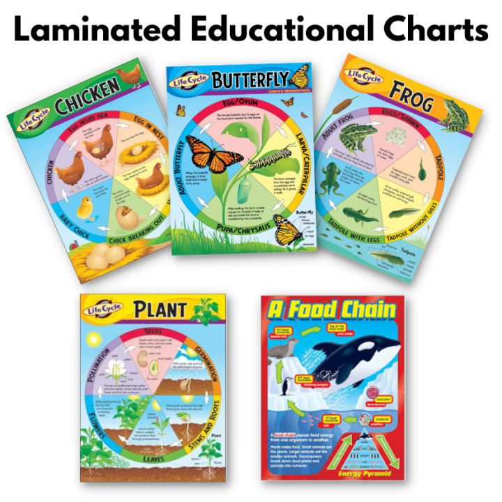 Laminated Life Cycle of A Butterfly, Chicken, Frog, Plant and Food ...