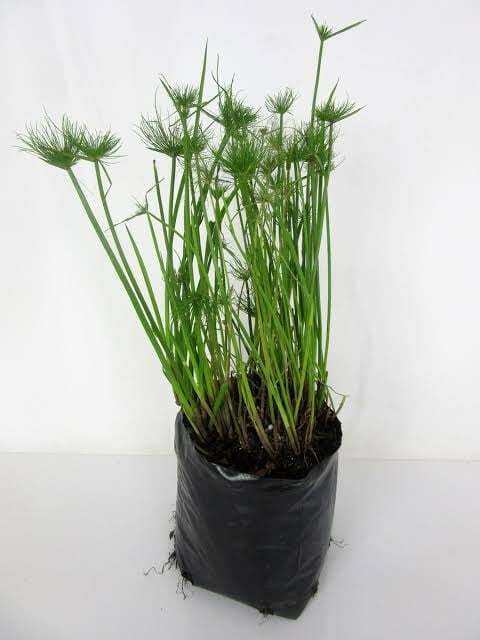 Cyperus Haspan or Dwarf Papyrus Sedge with FREE white plastic pot ...