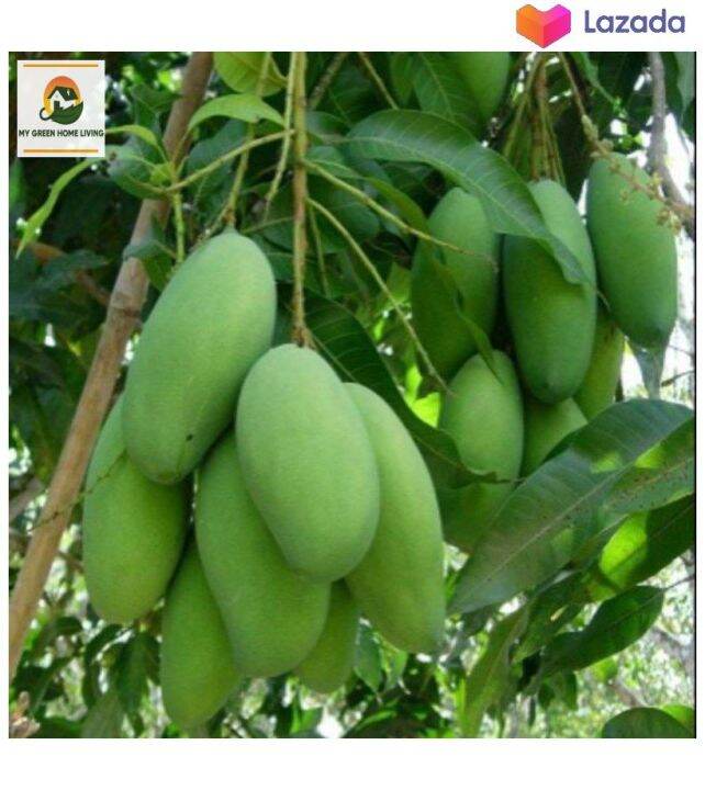 Pokok Mangga Lemak Manis - Delicious and Juicy Lemak Manis Mango Tree ...