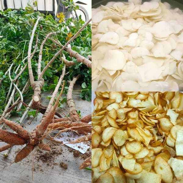 Stek Batang Singkong Daun Keriting | Lazada Indonesia