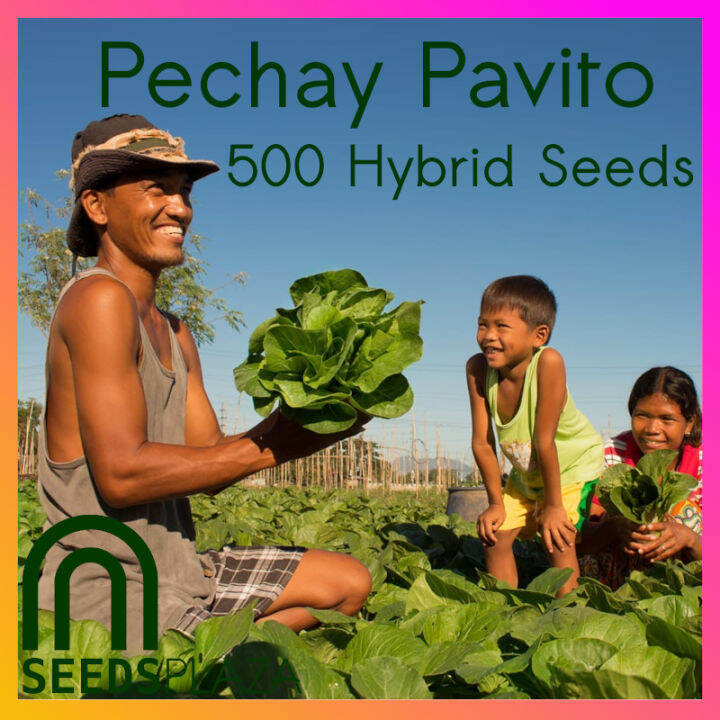 SeedsPLAZA - Pechay Pavito (500 Seeds) for Planting Vegetable Plants ...