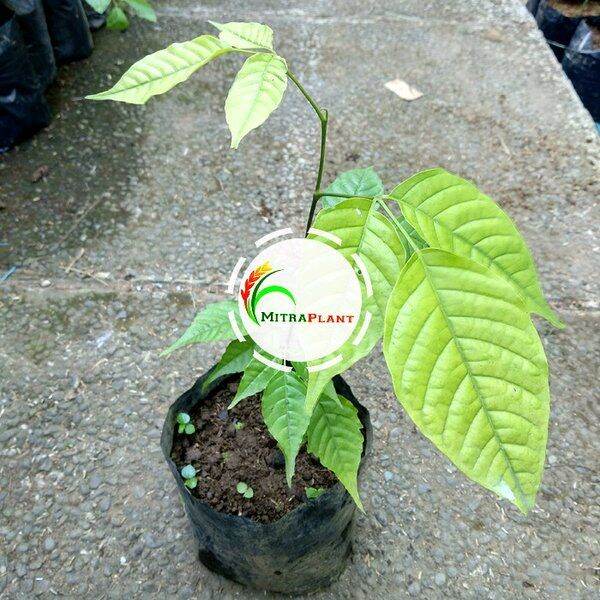 Bibit Pohon Kecapi Manis - Buah Kecapi - Tanaman Sentul Buahnya Orang ...