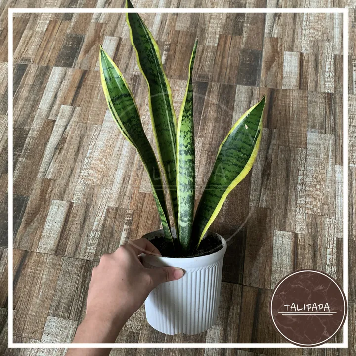 Yellow Snake Plant - Sansevieria trifasciata Bowstring Hemp - 30-40 cm ...