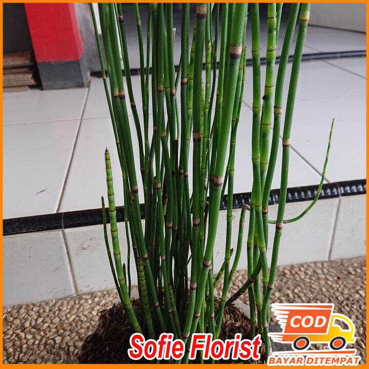 Tanaman Hias Bambu Air | Pohon Bambu Air | Bunga Bambu mini | Pohon ...