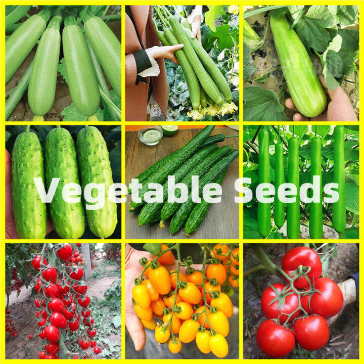 Vegetable Seeds - 蔬菜种子 Benih Sayur Sayuran Bermacam / Benih Buah Buahan ...