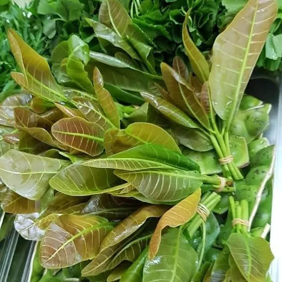 100g (1 ikat) Pucuk Gajus Segar Dari Pokok | Lazada