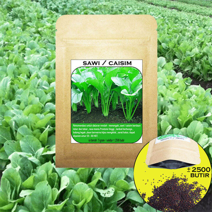 Benih Sawi Manis - caisim isi 5 gram | Lazada Indonesia