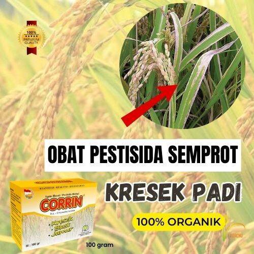 Fungisida Obat Kresek Padi / Obat Semprot Padi Kresek Obat Daun Padi ...
