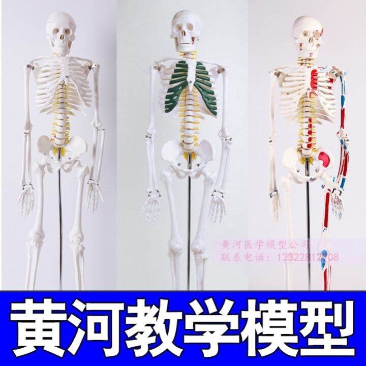 One skeleton skeleton frame school physician human body skeleton model ...