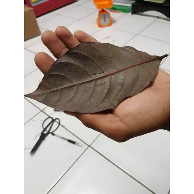 Daun Ungu atau Handeuleum Segar 500 gram Murah [ fresh produk ...