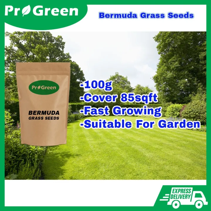 Bermuda Grass Seeds / Biji Benih Rumput / Garden Grass Seed (Fast ...