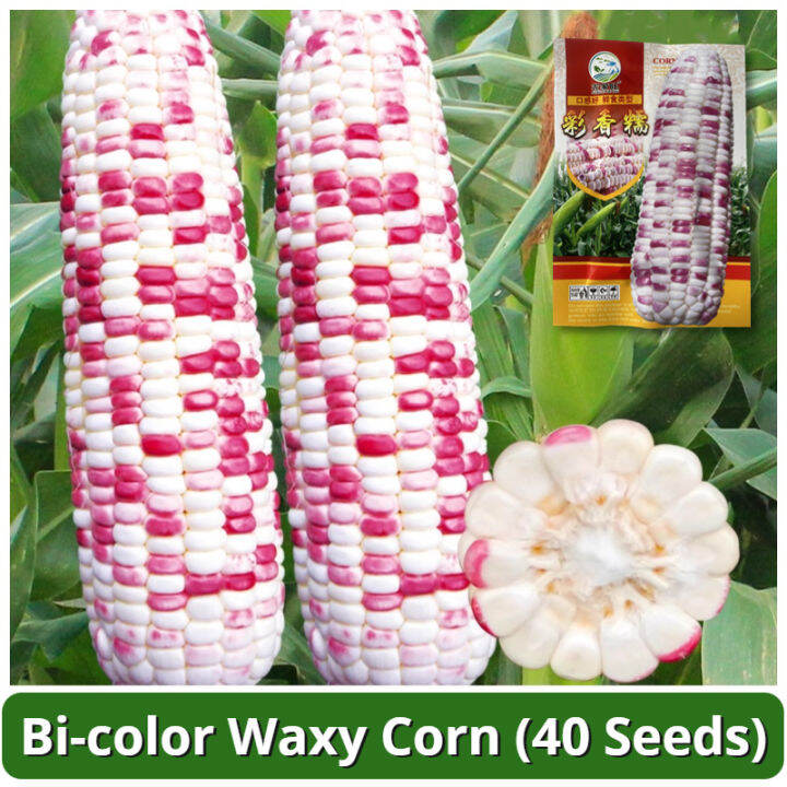 High Yield Bi-color Waxy Corn Seeds (40 Seed) Glutinous Corn Seeds ...