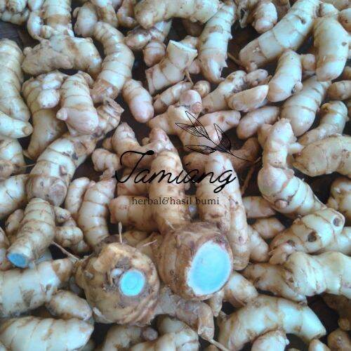 Temu hitam / temu ireng / koneng hideung curcuma 1kg | Lazada Indonesia