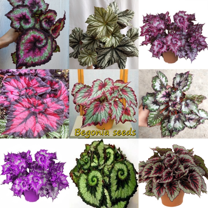 [Fast Germination] 50pcs Begonia Seeds (Hosta Plantaginea Seeds) Coleus ...