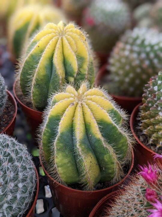 Variegated Watermelon Cactus - Multi-Colour Cactus Plant | Lazada Singapore