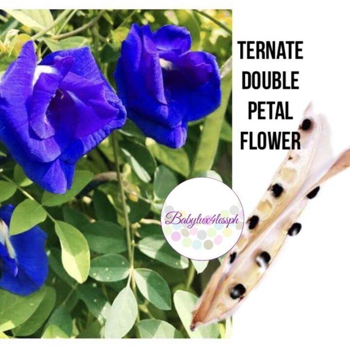 Butterfly Pea (Blue Ternate) Flower Seeds (double petals variety ...