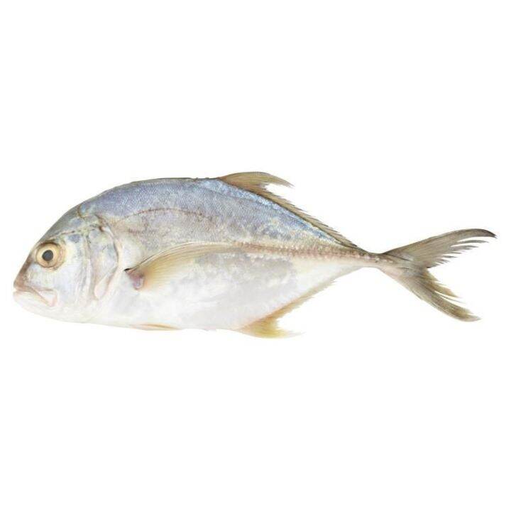 [Frozen] Ikan Nyok - Nyok (1kg) | Lazada