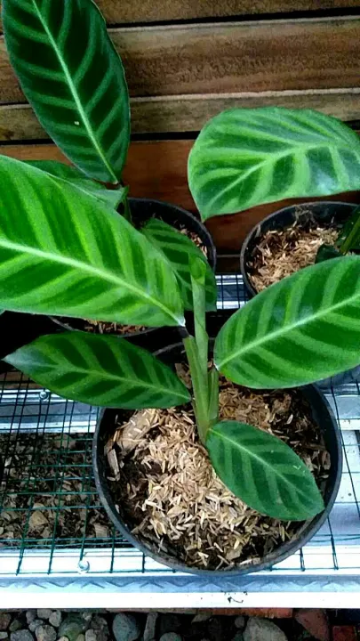 Tanaman hias/plant house /calathea zebrina/ jenis calathea | Lazada ...