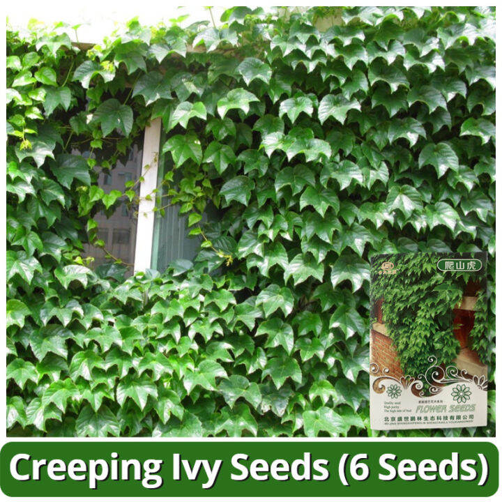 High Quality Creeping Ivy Live Plant Seeds (6 Seeds) Fence Wall ...