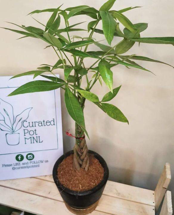 99 Pesos - Money Tree Braded 5 Stalks with FREE plastic pot, pebbles ...