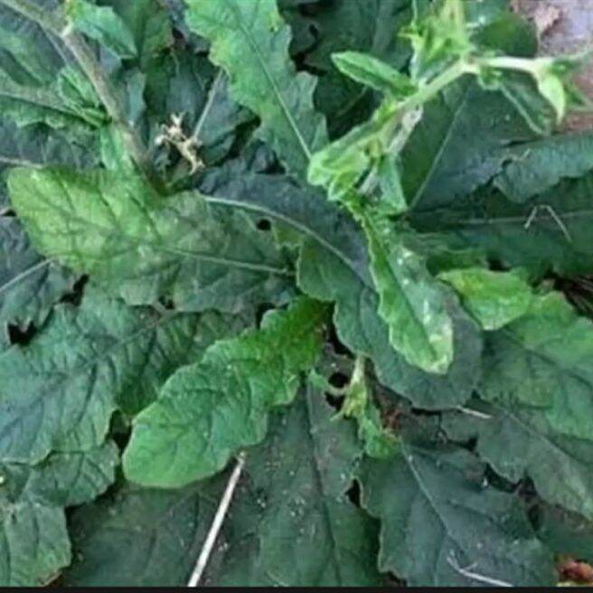 Bibit tapak liman / tanaman tapak liman /daun tapak liman | Lazada ...