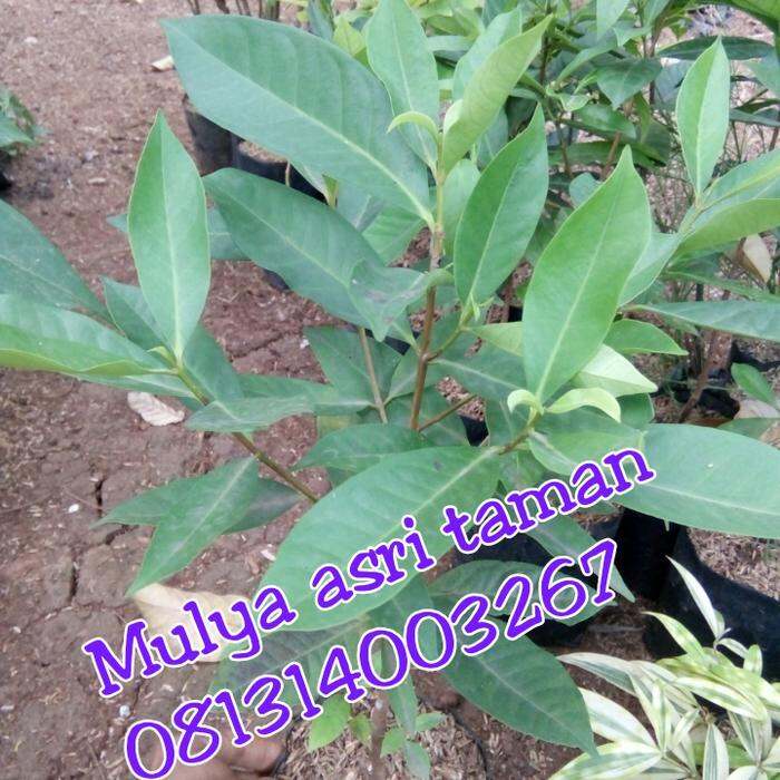 Pohon Salam/Tanaman Daun Salam/Bibit Pohon Salam/Bibit Tanaman Salam ...