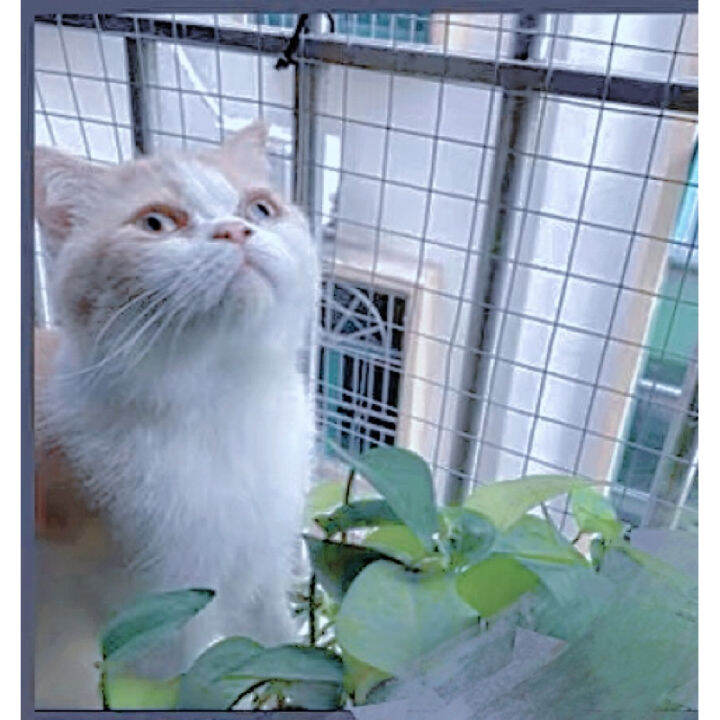 Per 5 Mtr | 16 Welded Wire Hot Dipped | For Rabbit Cage, Plant Pole ...