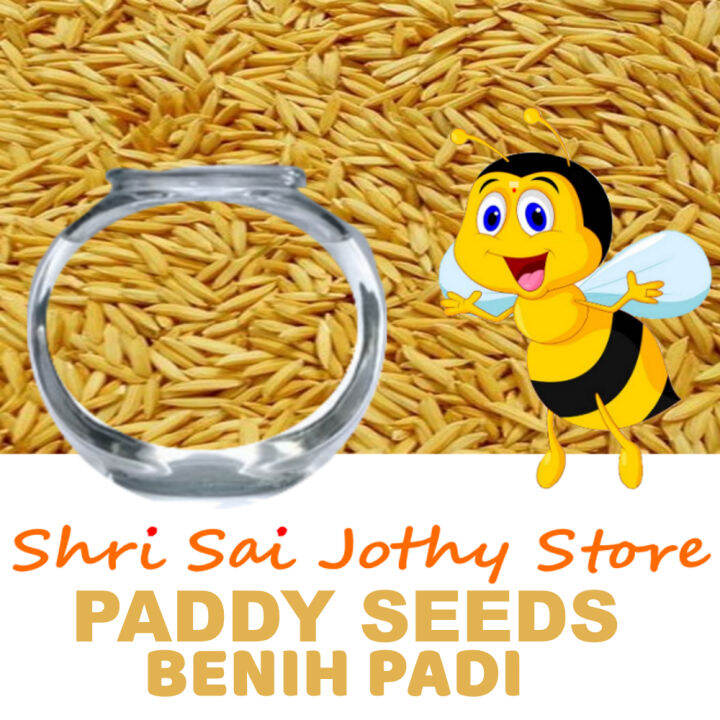Paddy Seed - Shri Sai Jothy Store | Lazada
