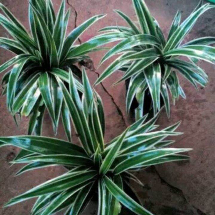 Tanaman Hias Lili Paris - lily paris Tanaman Hidup | Lazada Indonesia