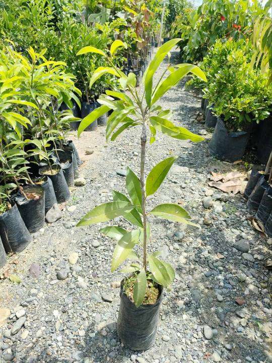 Makopa and Sweet Tamarind (FRUIT BEARING TREES) Real or Live Plant ...
