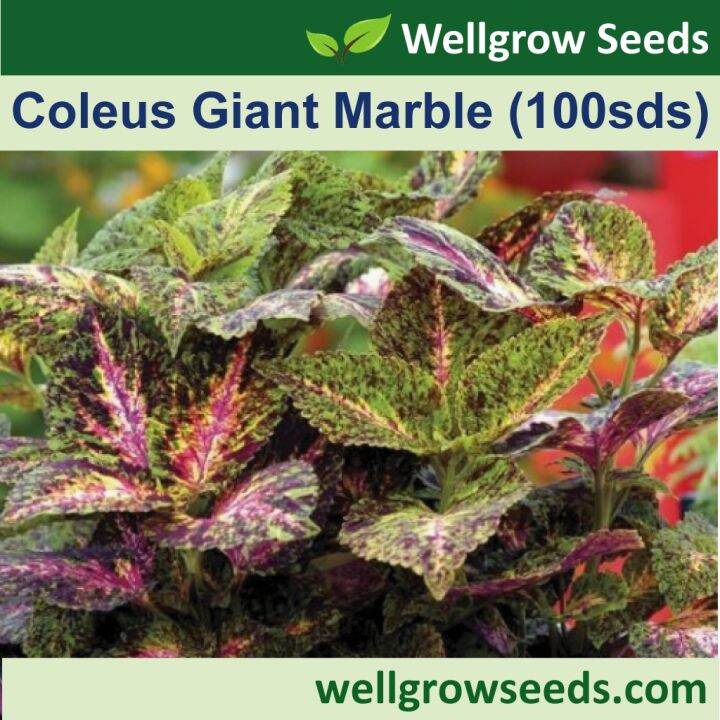 Coleus Giant Marble (100 sds) Flower Seeds Wellgrow Seeds | Lazada