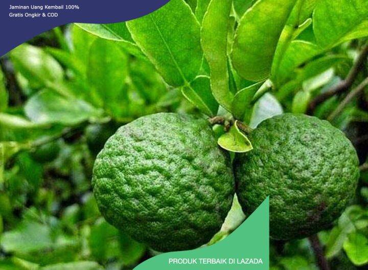 Bibit Jeruk Purut Citrus hystrix Pohon Jeruk Purut Daun Jeruk Utk Soto ...