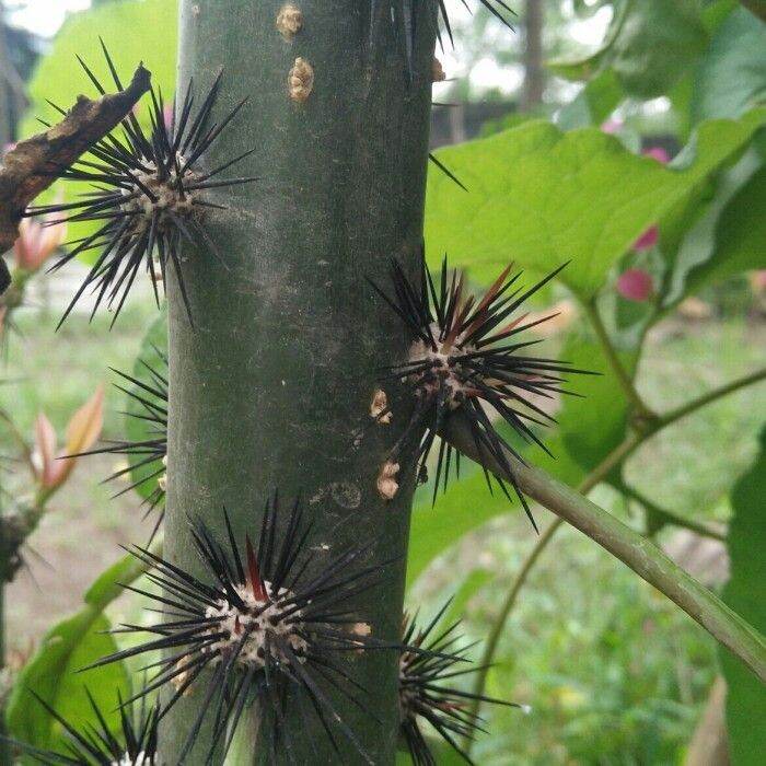 Daun Tujuh Jarum Bibit Tanaman Herbal Daun Tujuh Duri | Lazada Indonesia