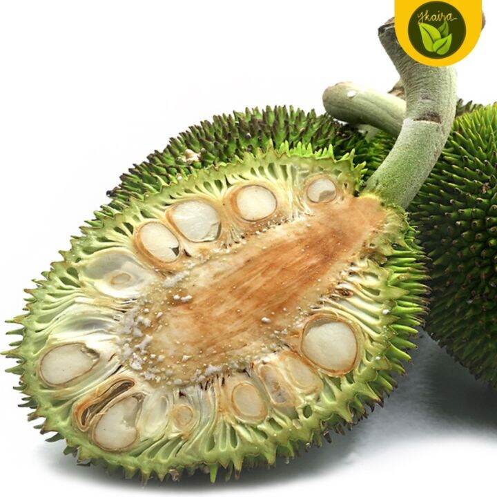50 seeds (not plants)Artocarpus camansi seeds for planting binhi pakak ...