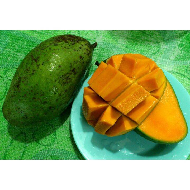 POKOK MANGGA MAS HITAM HYBRID | Lazada