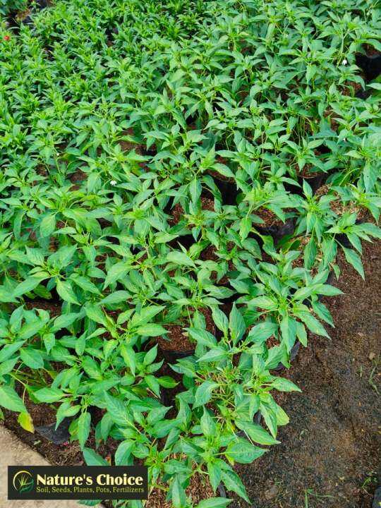 Siling Pansigang/Siling Haba with FREE garden soil, plastic pot and ...