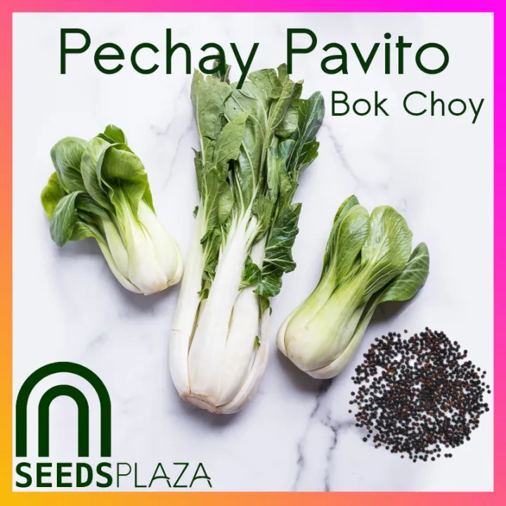[SeedsPLAZA] Pechay Pavito (500 Seeds) for Planting Vegetable Plants ...