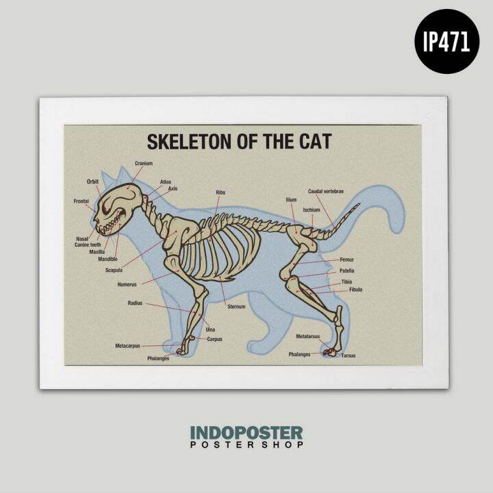 Poster Hiasan Dinding Dekorasi Pet Shop Anatomi Kucing A2 60X40cm ...