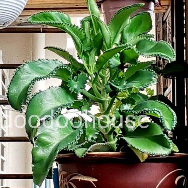 🌟READY STOCK🌟(BUY 1 FREE 1)Kalanchoe pinnata/ Setawar/Herb of Air-plant ...