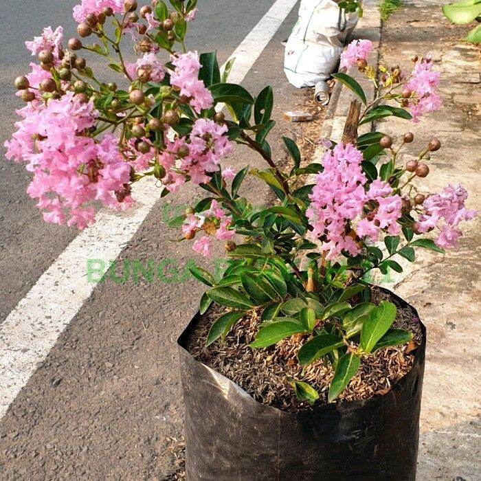 Bibit Tanaman Hias Outdoor Bunga Sakura Mini Sakura Pink Lokal Siap ...