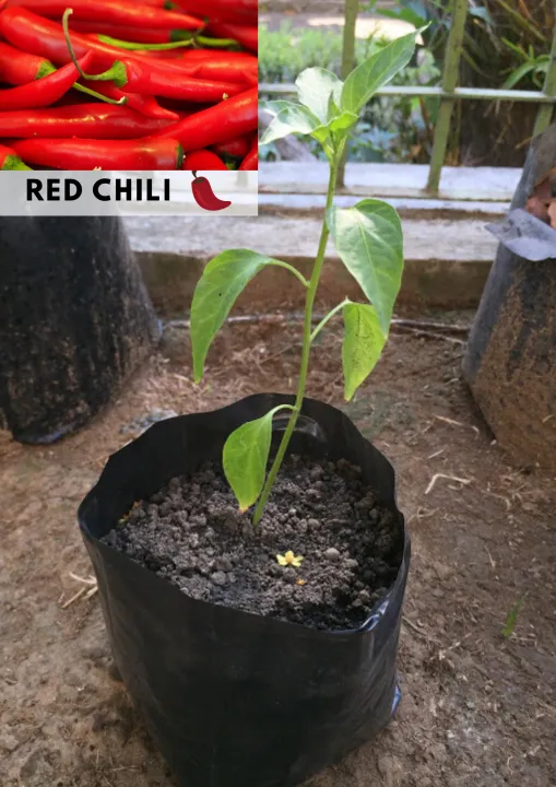 Red Sili Plant (Red Chili/Siling Labuyo) | Lazada PH