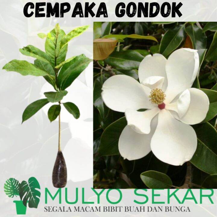 Bunga Cempaka