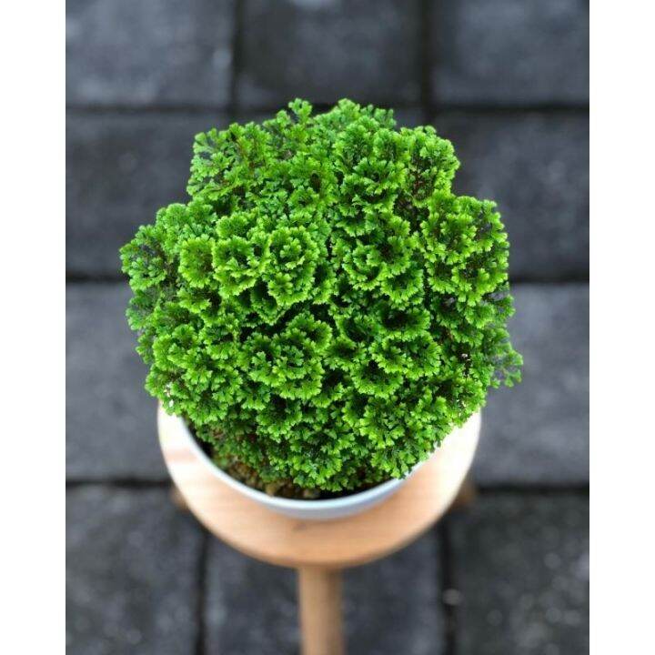 Lumut Ambon tanaman paludarium / rumput Papua / selaginella apoda ...